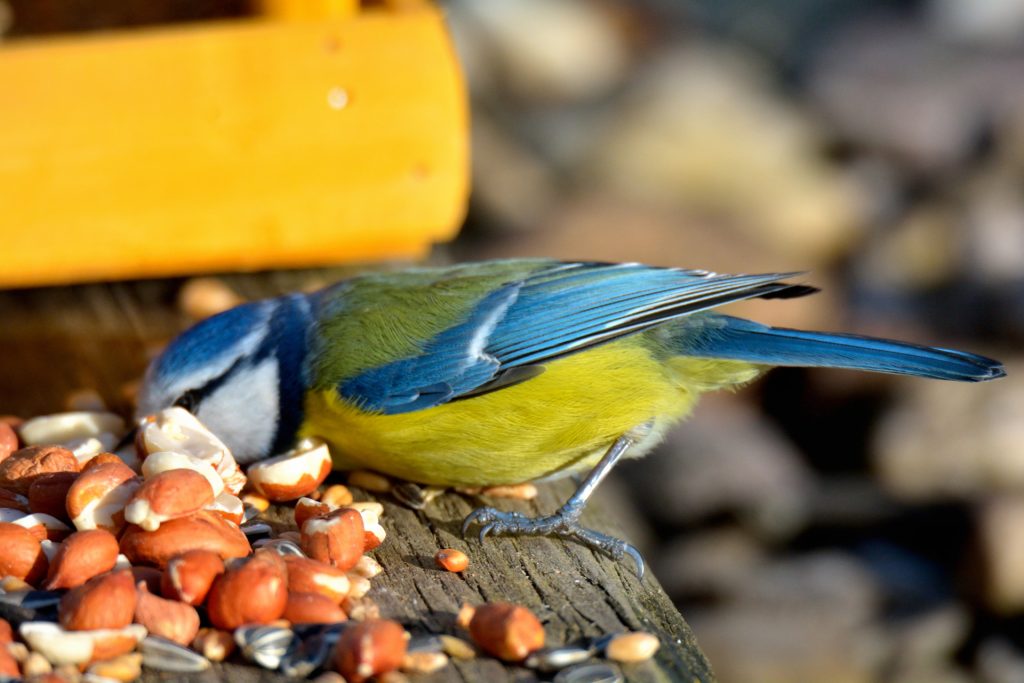 Eurasian blue tit – Blaumeise – Cyanistes caeruleus #2 | marcelwirth.de