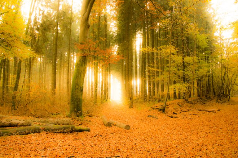 Herbst im Wald | marcelwirth.de