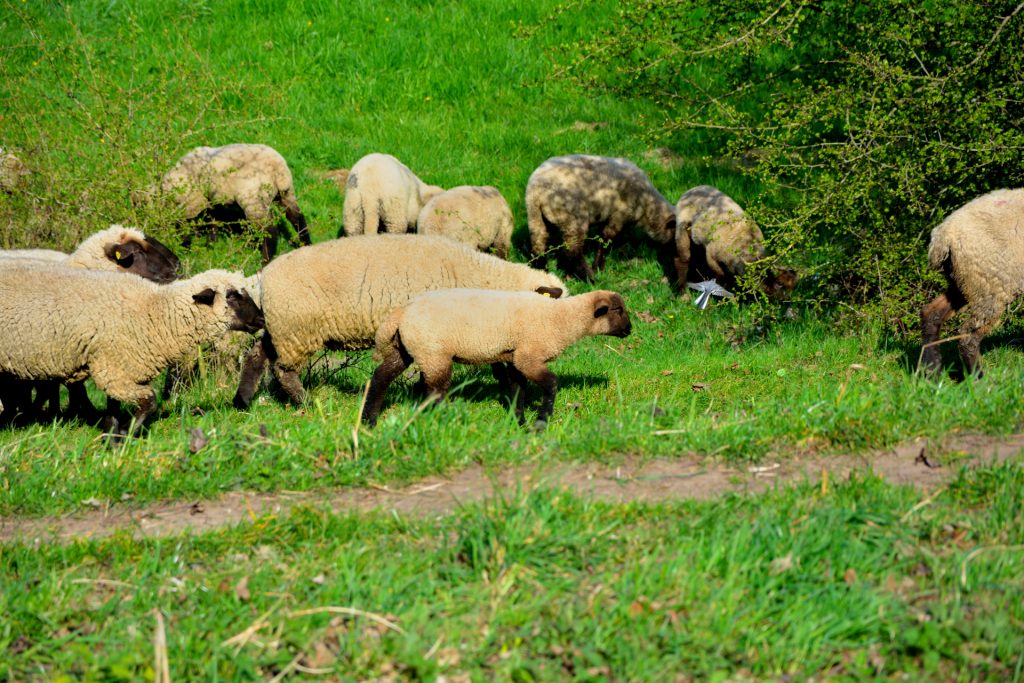 „playful little sheep is chasing the unknown…“ sheep – Hausschaf – Ovis ...