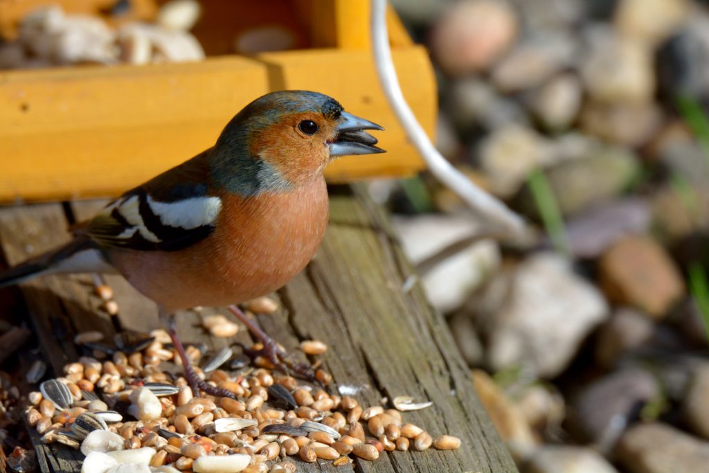 Common chaffinch – Buchfink – Fringilla coelebs #3 | marcelwirth.de